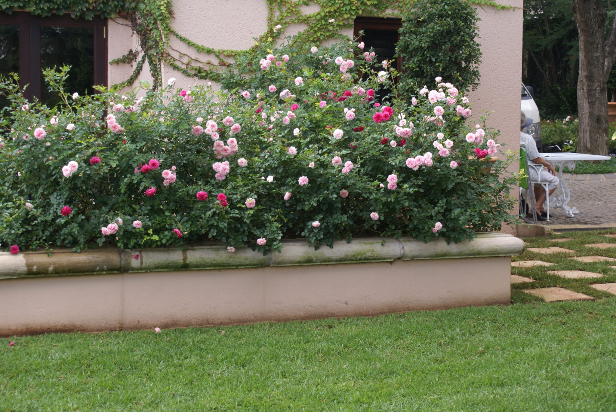 Roses that landscapers love - Ludwig's Roses