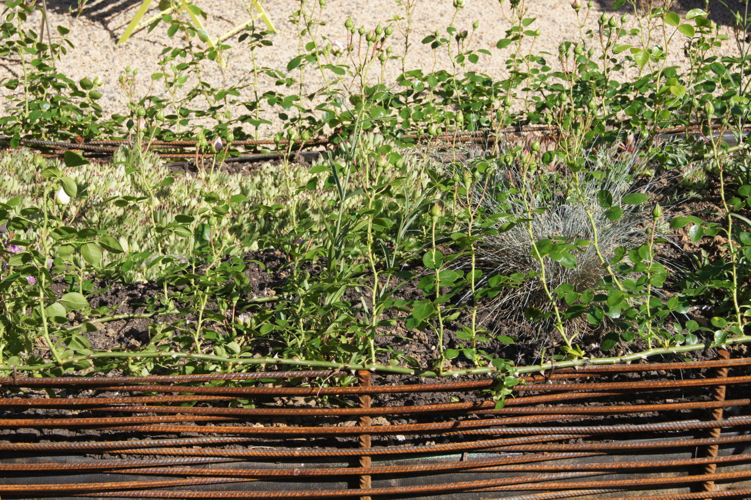 Espalier your roses for a spectacular rose feature - Ludwig's Roses