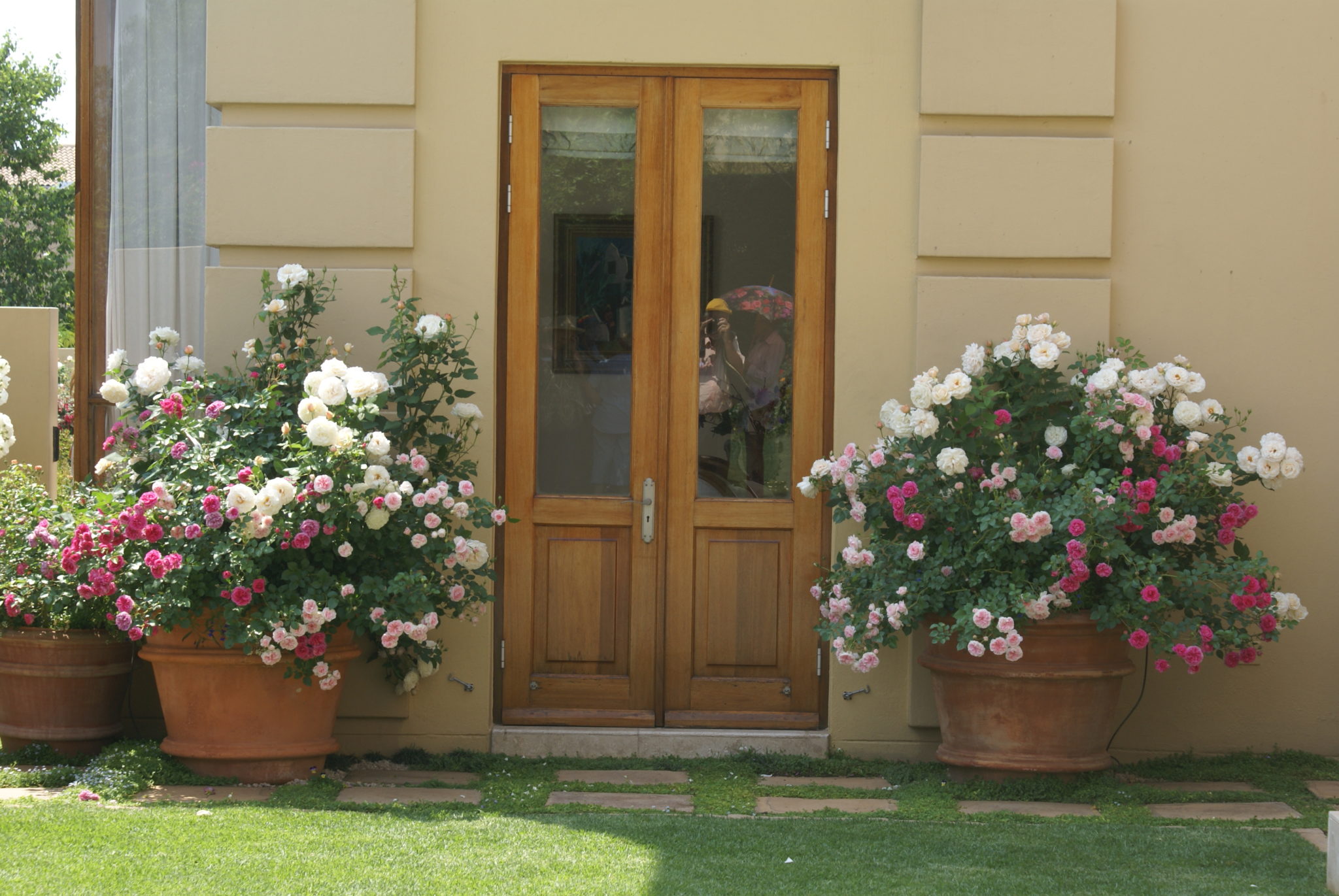 Roses that landscapers love - Ludwig's Roses