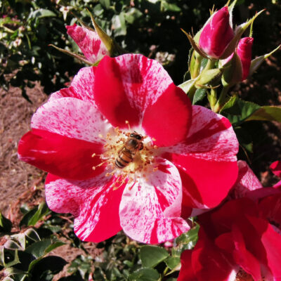 The Rose in Myths & Legends - Ludwig's Roses