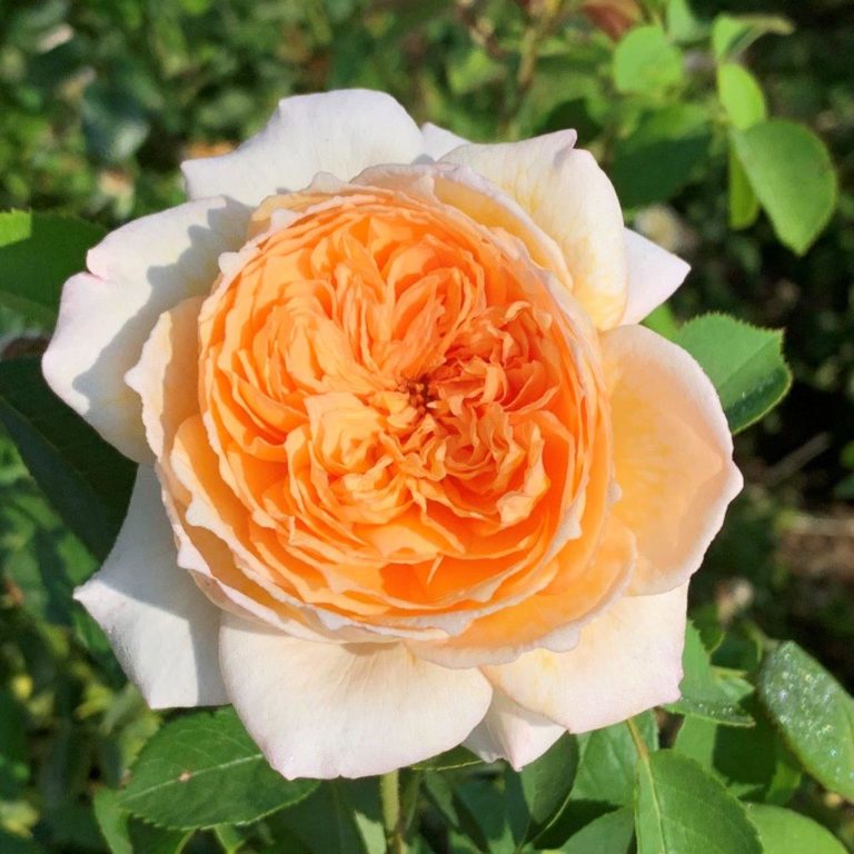 Gentle Hermione - Ludwig's Roses