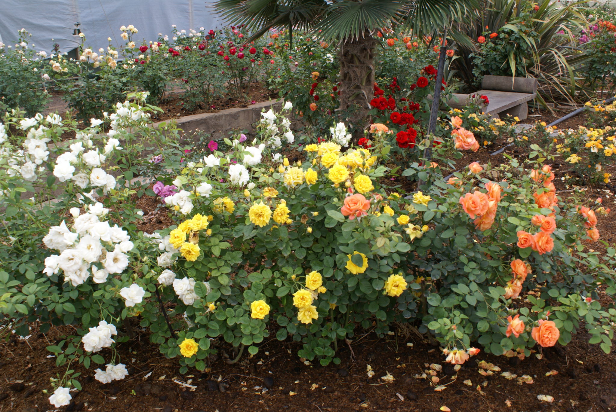 Gardens of Remembrance