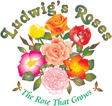 Ludwig's Roses Egoli