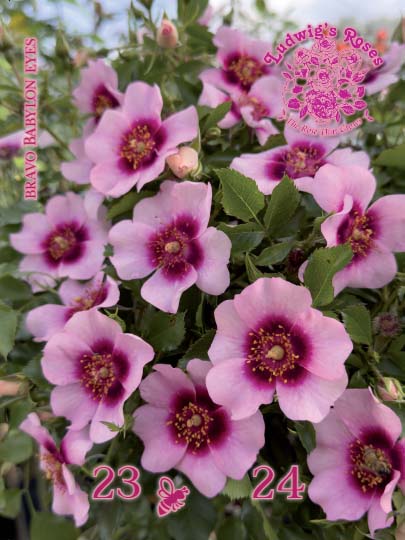 2023 Catalogue - Ludwig's Roses