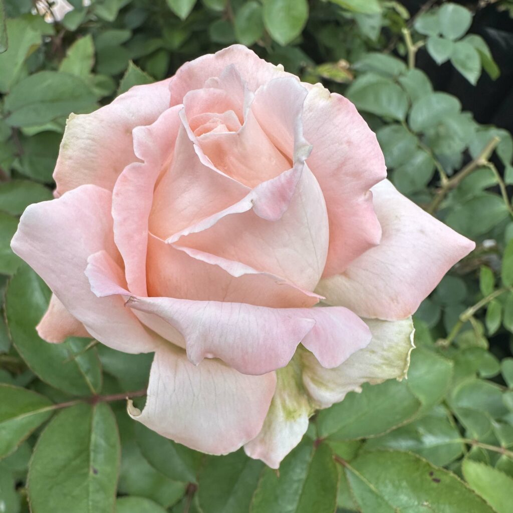 Prue Johnson KORsojopru (P) - Ludwig's Roses