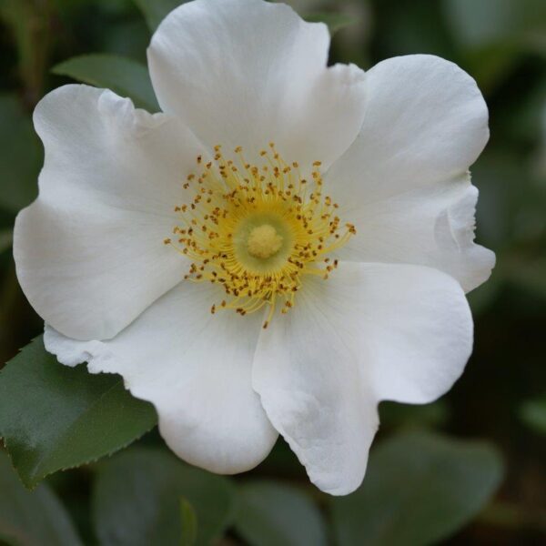 Heritage Roses - Ludwig's Roses