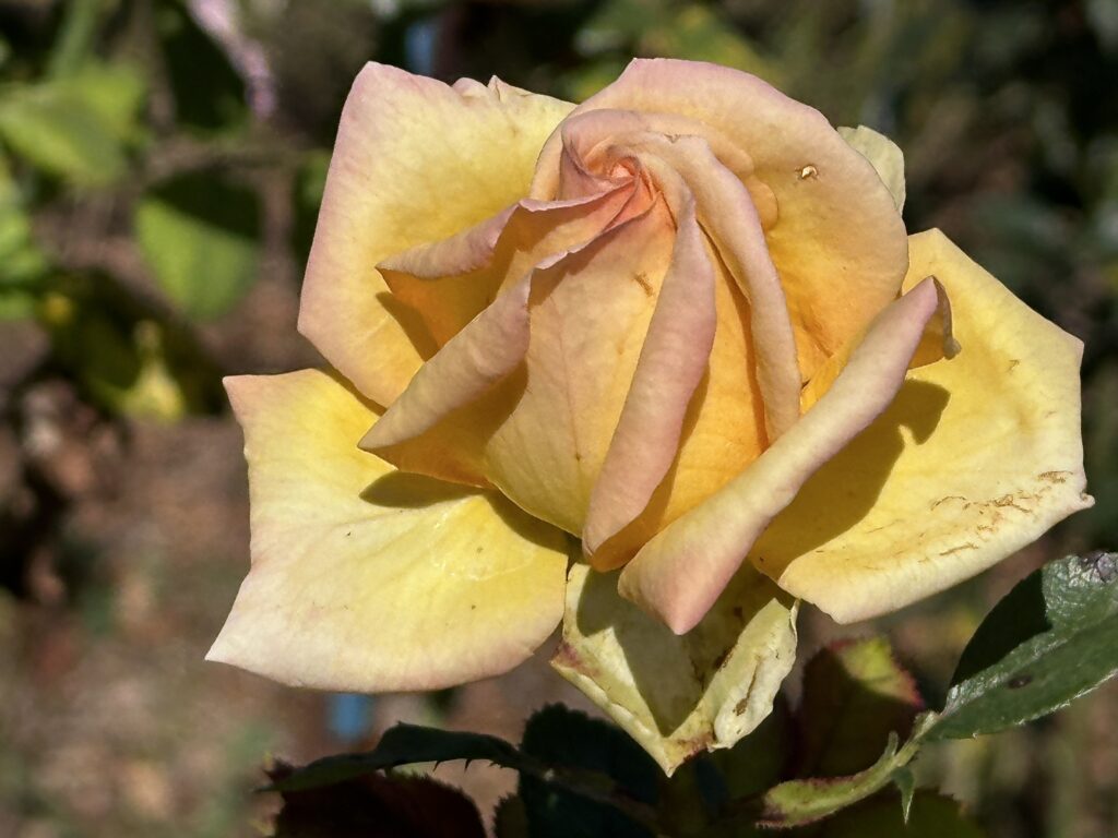 Gillian Wilkinson Legacy Rose KORvulray (P) - Ludwig's Roses