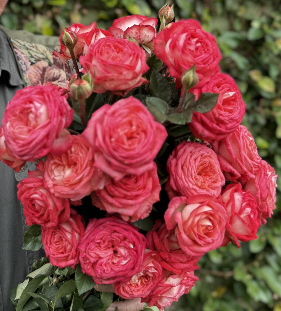 Ludwig's Favourite KORludfavo (P) - Ludwig's Roses