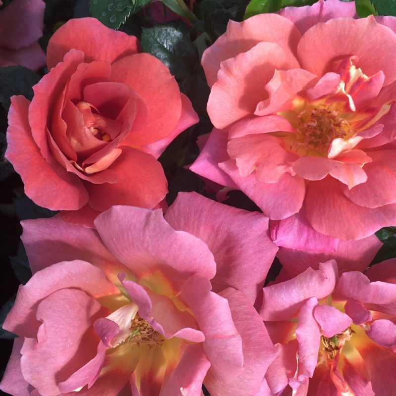 Espresso - Ludwig's Roses